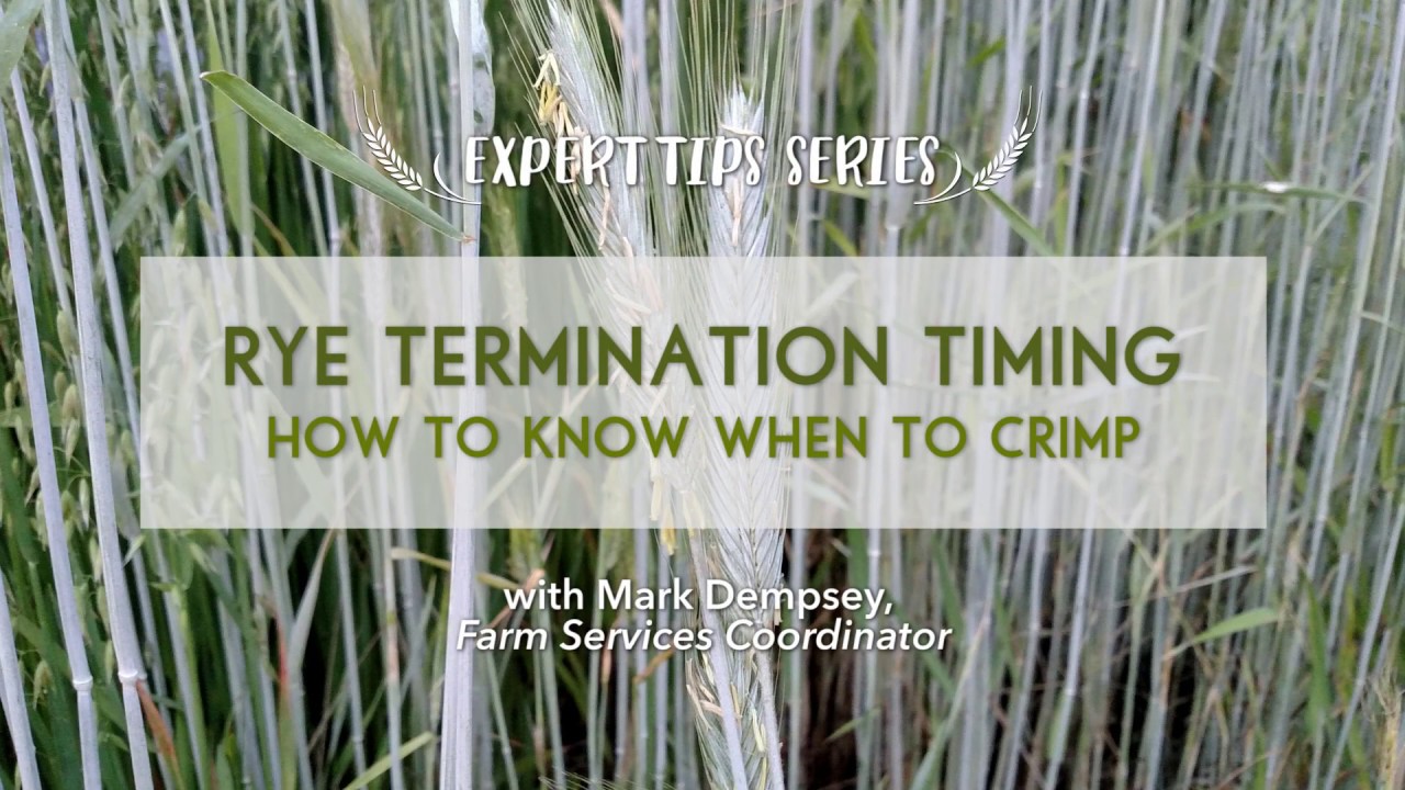 Rye Termination Timing: When to Successfully Crimp - YouTube