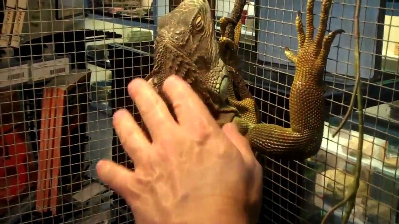 THE TREE CHICKEN A.K.A. THE IGUANA - YouTube