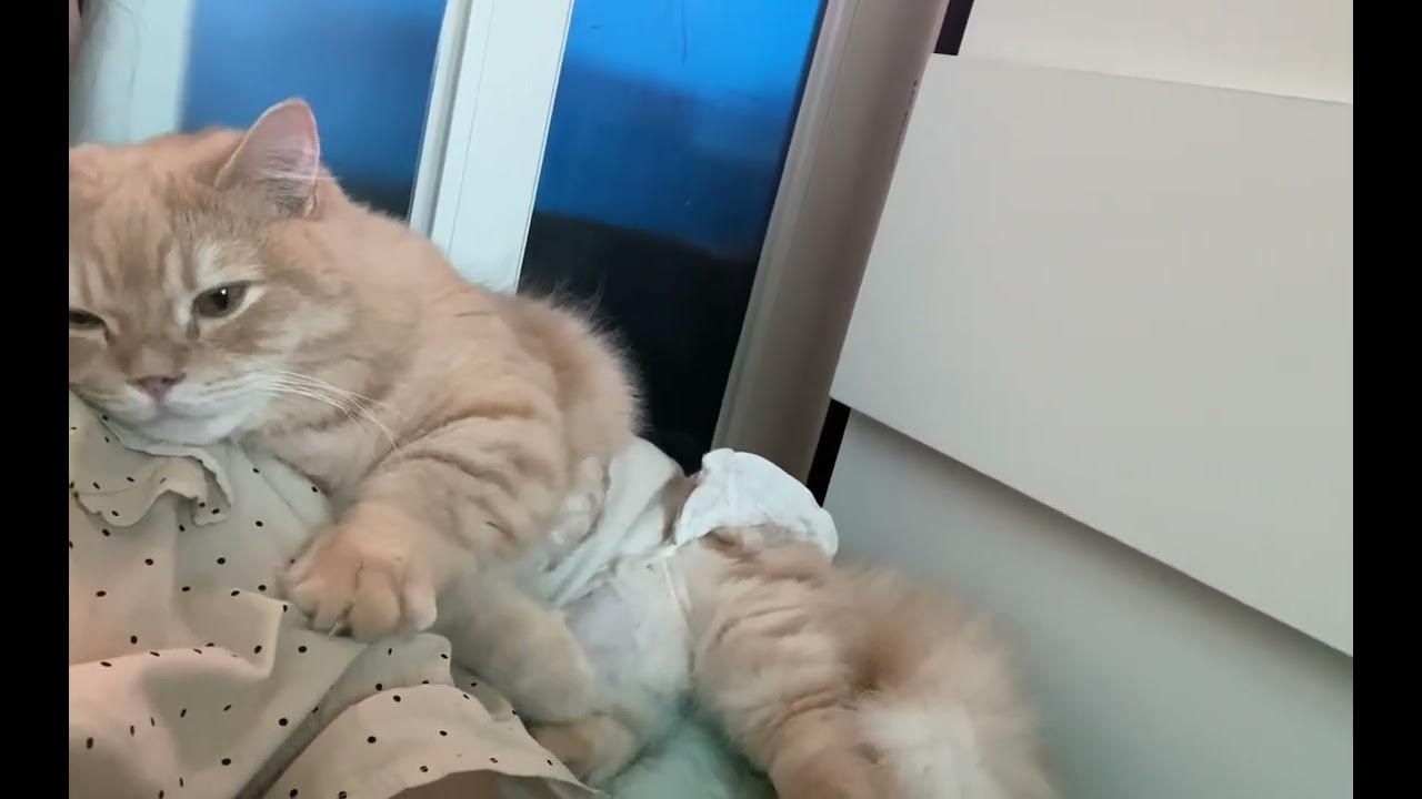 집사 껌딱지 아기고양이 Youtube