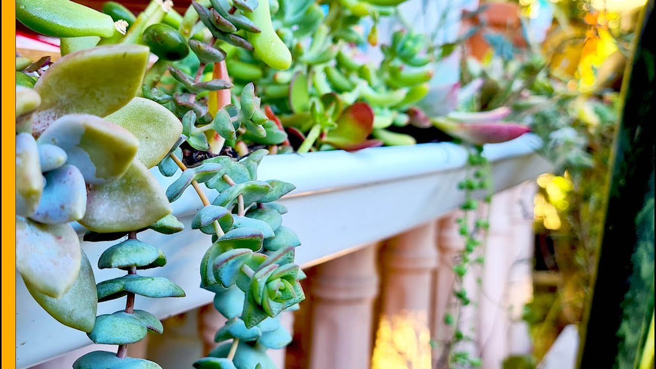 How to make a Rain Gutter planter . Space saver for succulents or ...