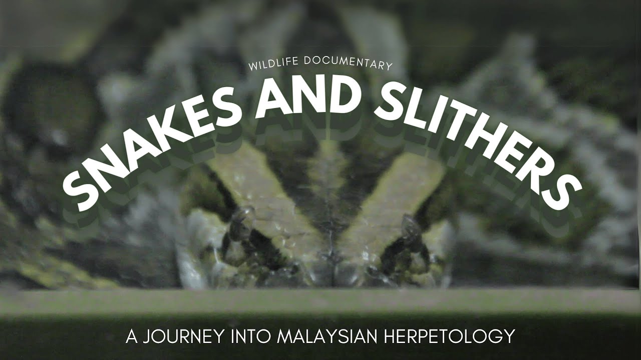 Snakes and Slithers: A Journey Into Malaysian Herpetology | Wildlife Documentary - YouTube