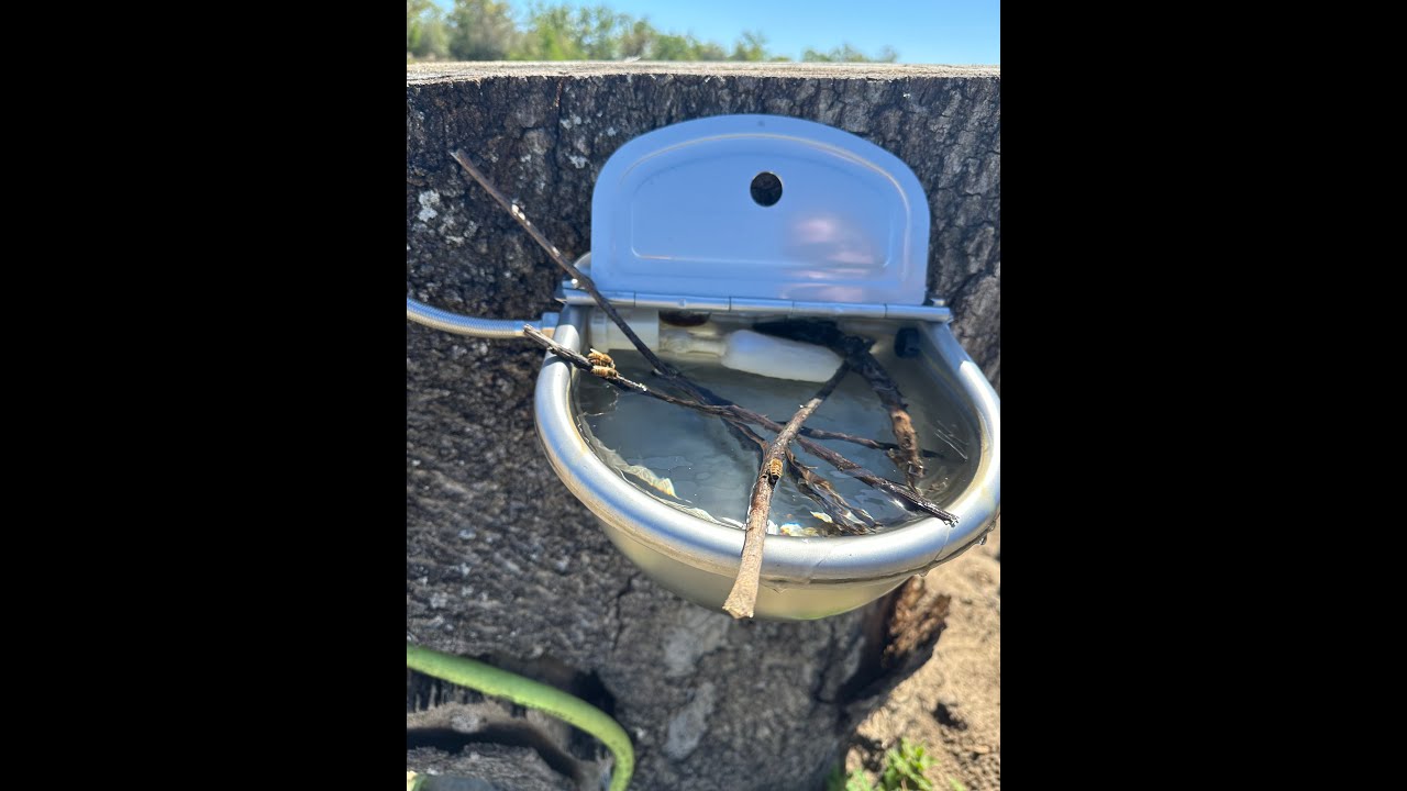 Bee Hydration Station: Live from the 4K Bowen Apiary - YouTube