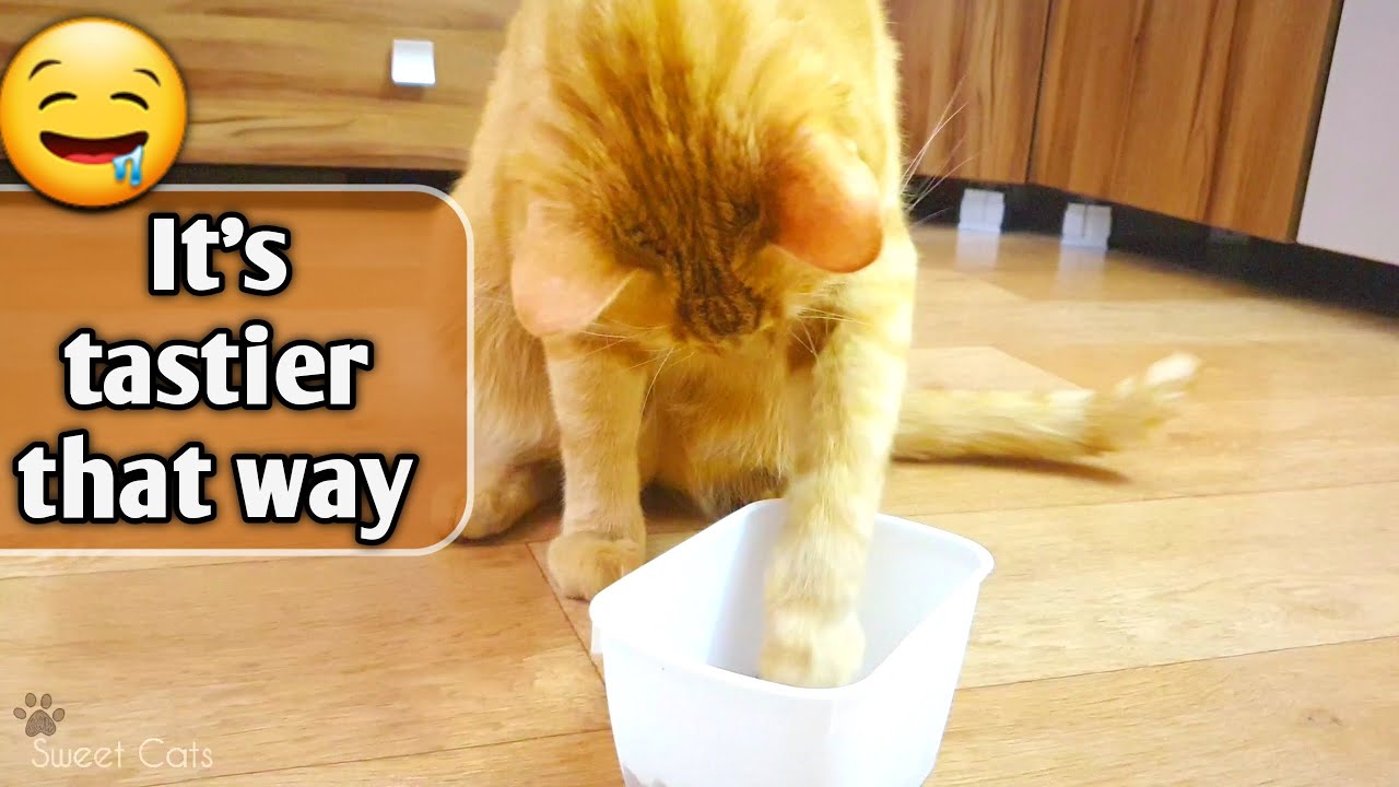Eating ginger cat style! 🤭 - YouTube