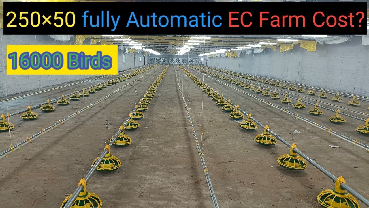 250×50 Fully closed EC House Final Cost?II16000 Birds||EC Poultry farm ...