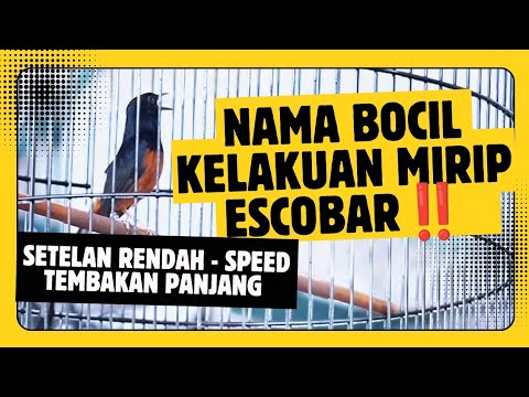 Mirip Escobar Bocil Team 76 Double Winner ‼️