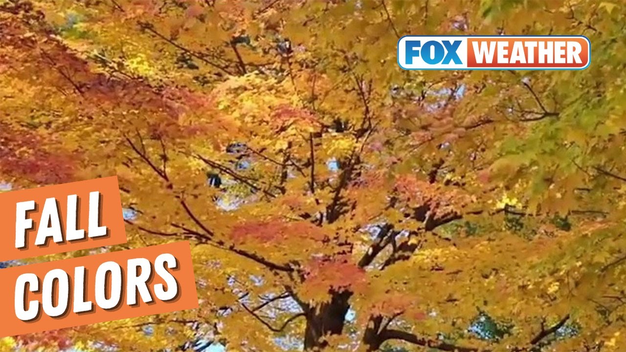 There's Still Time To See Fall Foliage In The Northeast This Season ...
