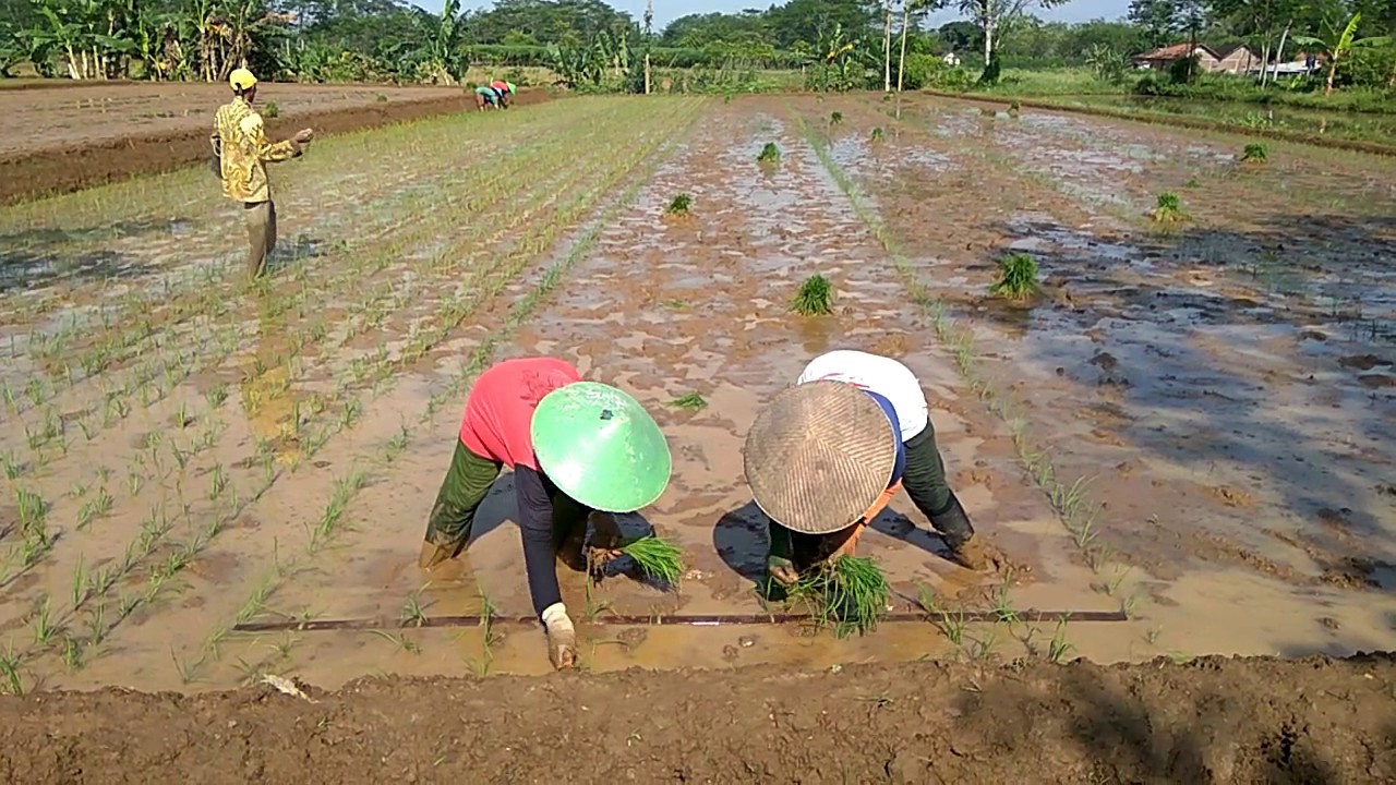 TANAM PADI JEJER LEGOWO 2:1 di Desa Karanganom - YouTube