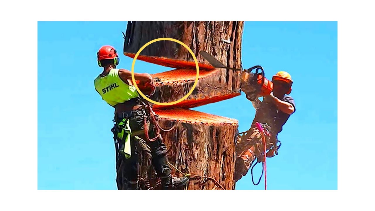 Dangerous Tree Cutting Skills Hanging From Tree - YouTube