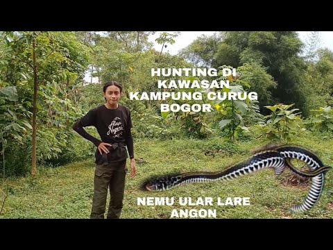 MENGENAL LARE ANGON ATAU ULAR KISI - YouTube