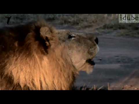 Close-Up Wild Lion Roar In Africa - YouTube