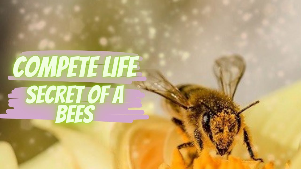 The Secret Life Of Honey Bees - YouTube