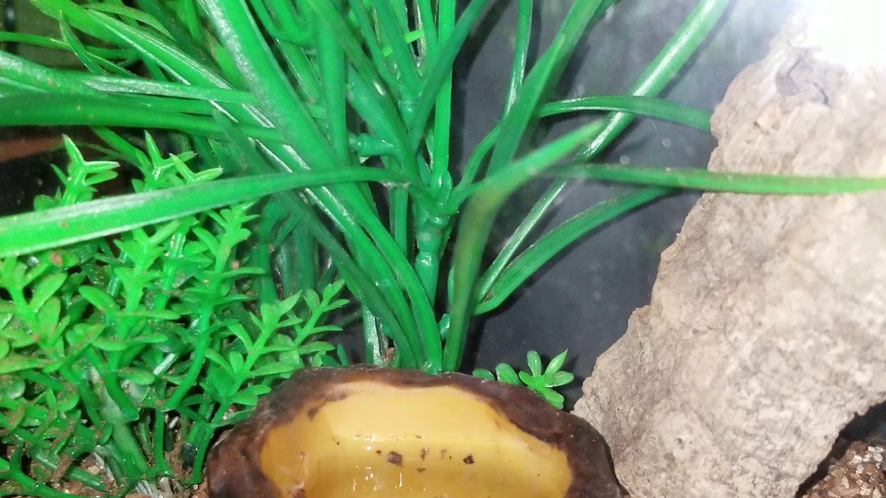 First update for P vittata - YouTube