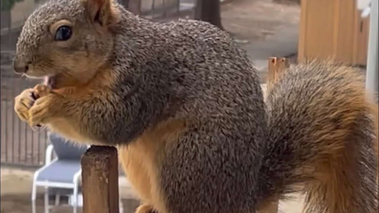Extreme Close Ups of Squirrels Eating! - YouTube