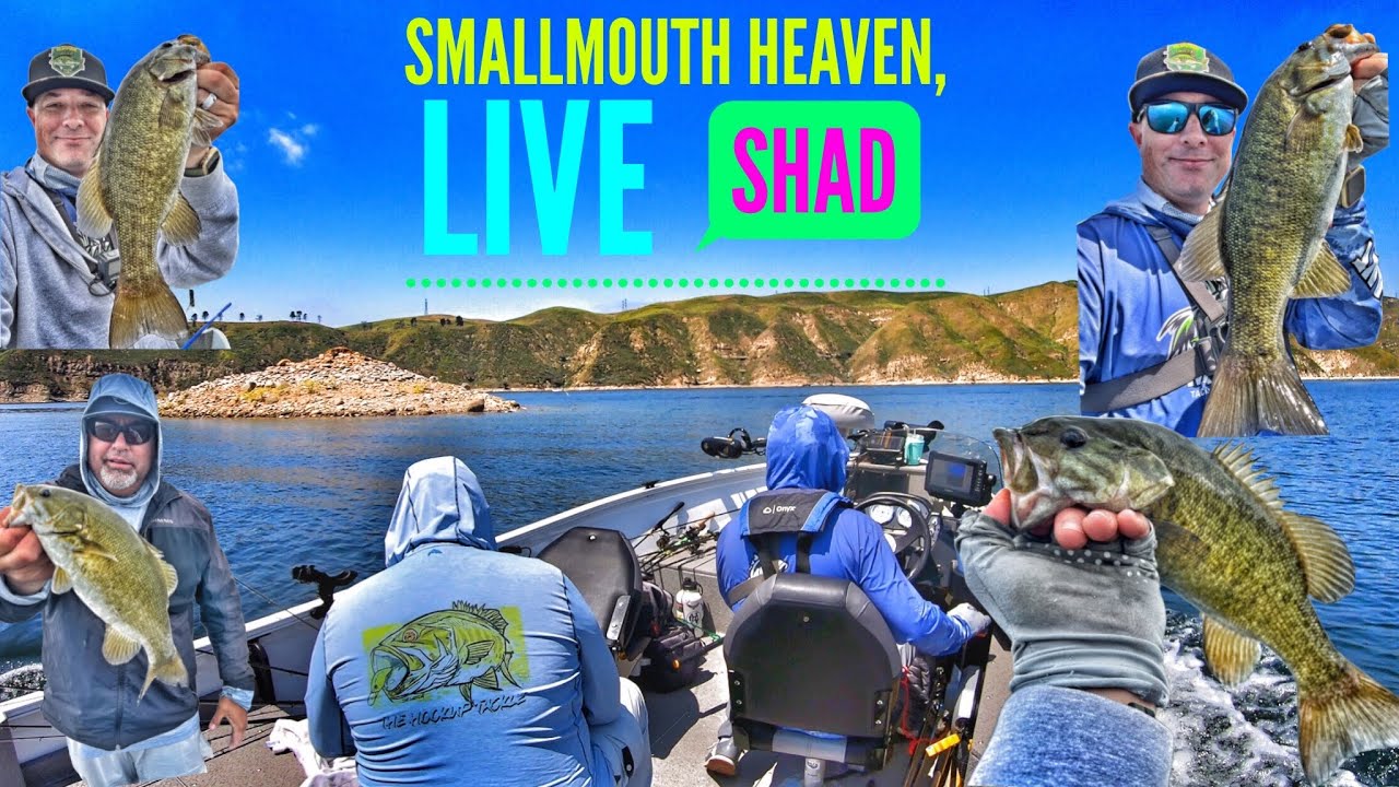 Smallmouth Heaven, Bass Trifecta, Live Shad pt.2-Castaic Lake - YouTube