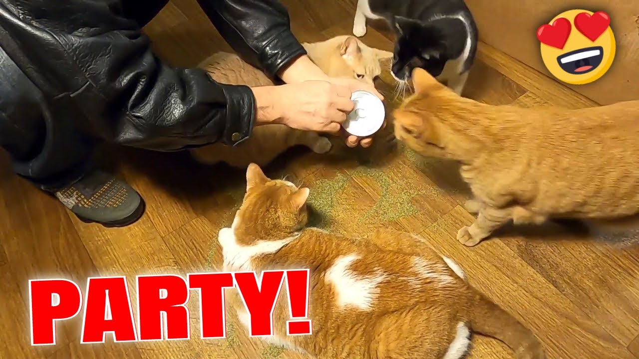 CatNip Cat Party at FurFuzzle's 😻 - YouTube