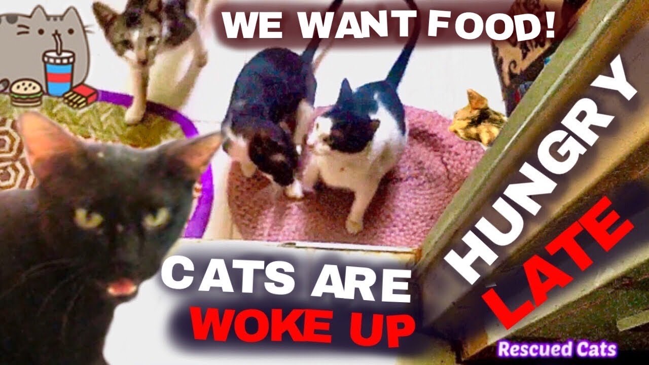 #31 - Hungry Cats Demand Food. Cute and Funny Talk - YouTube