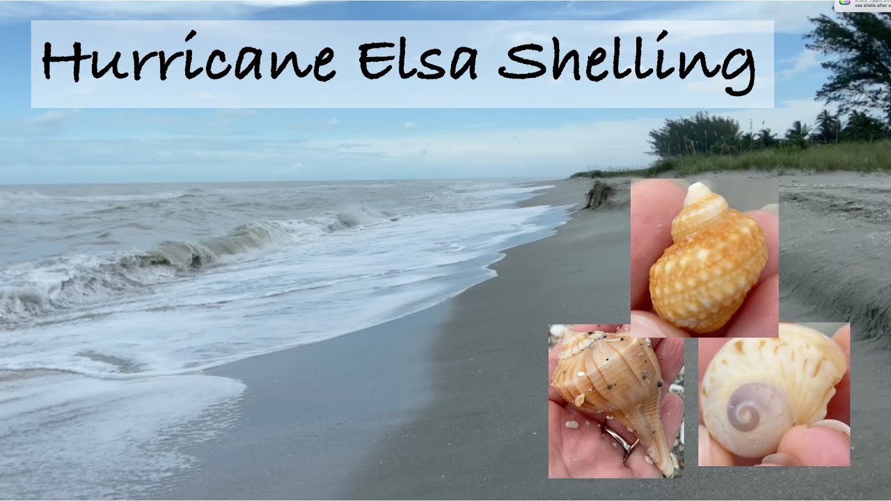 Hunting for sea shells after a hurricane. Elsa stopped by & I went out ...