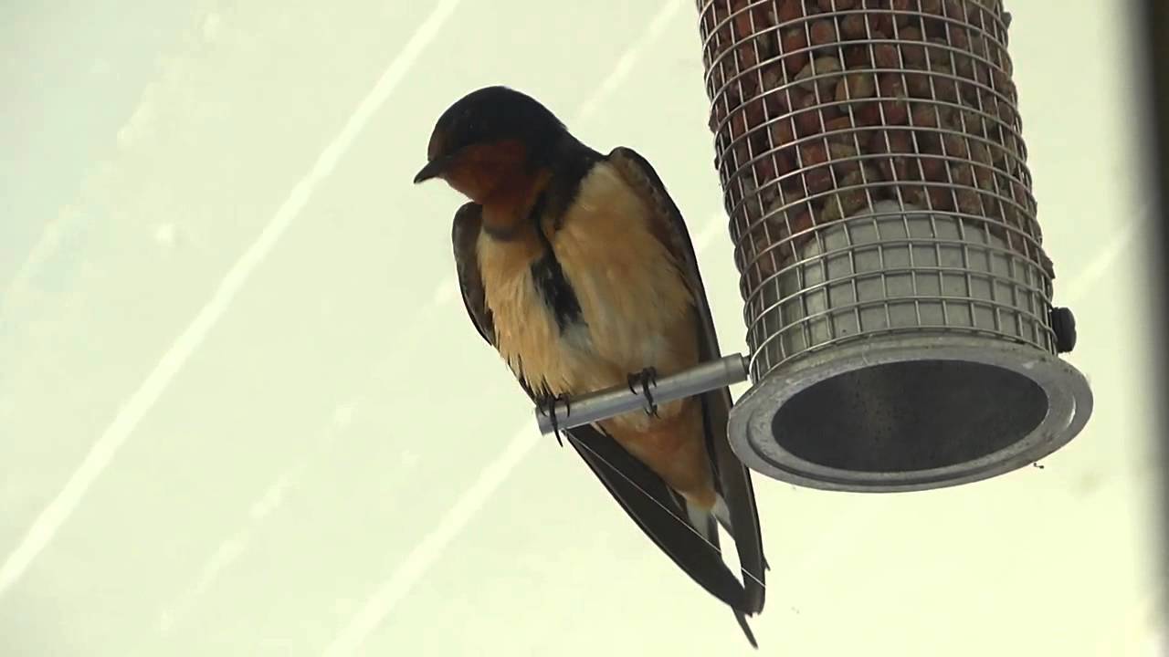 20130717 Hirundo rustica, male (barn swallow), Ashton, Mary - YouTube