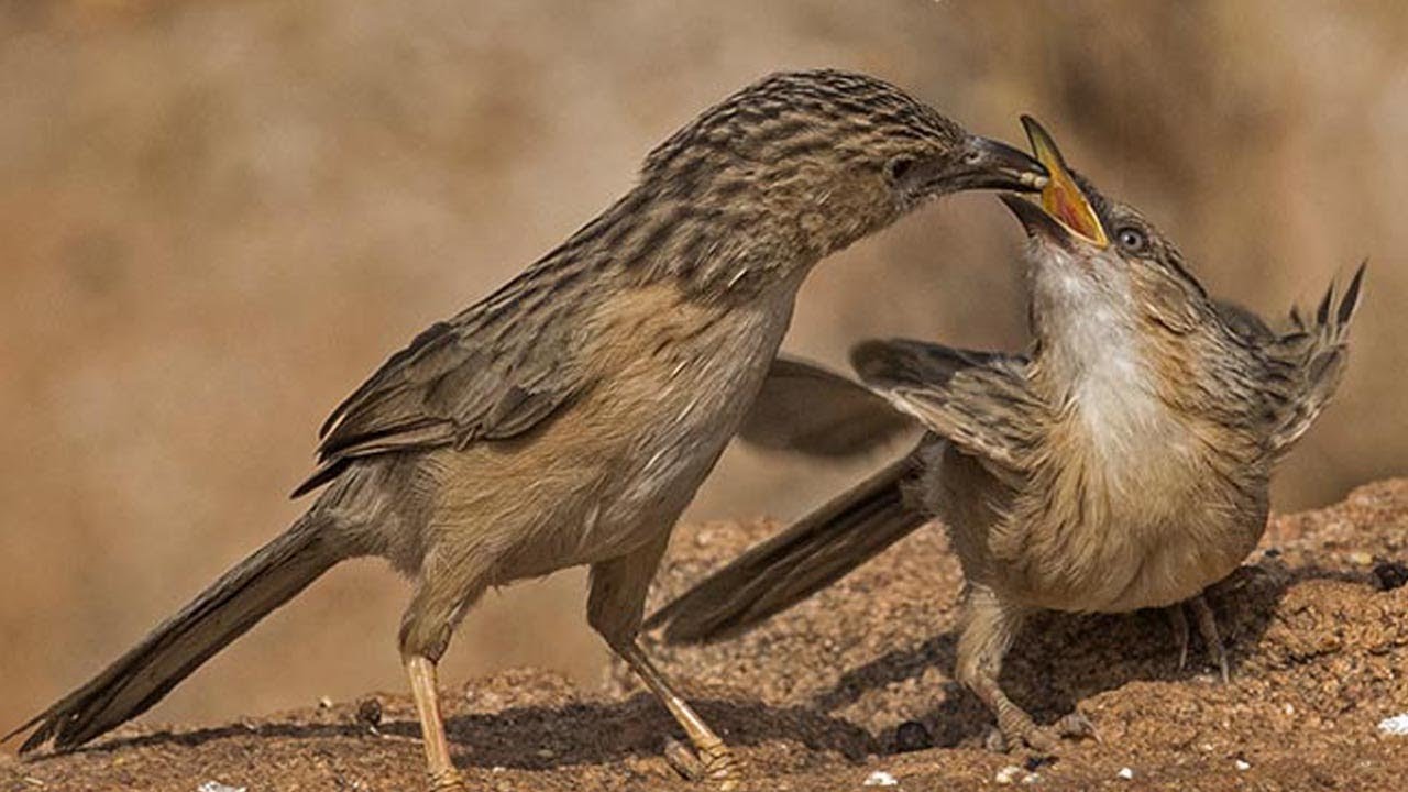 Common Babbler Or Jungle Babbler A Documentary||The common babbler ...