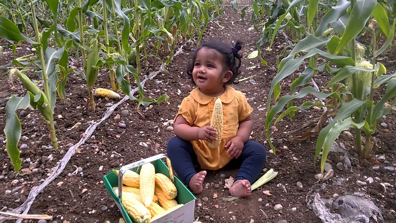 Elaana in the corn field - YouTube