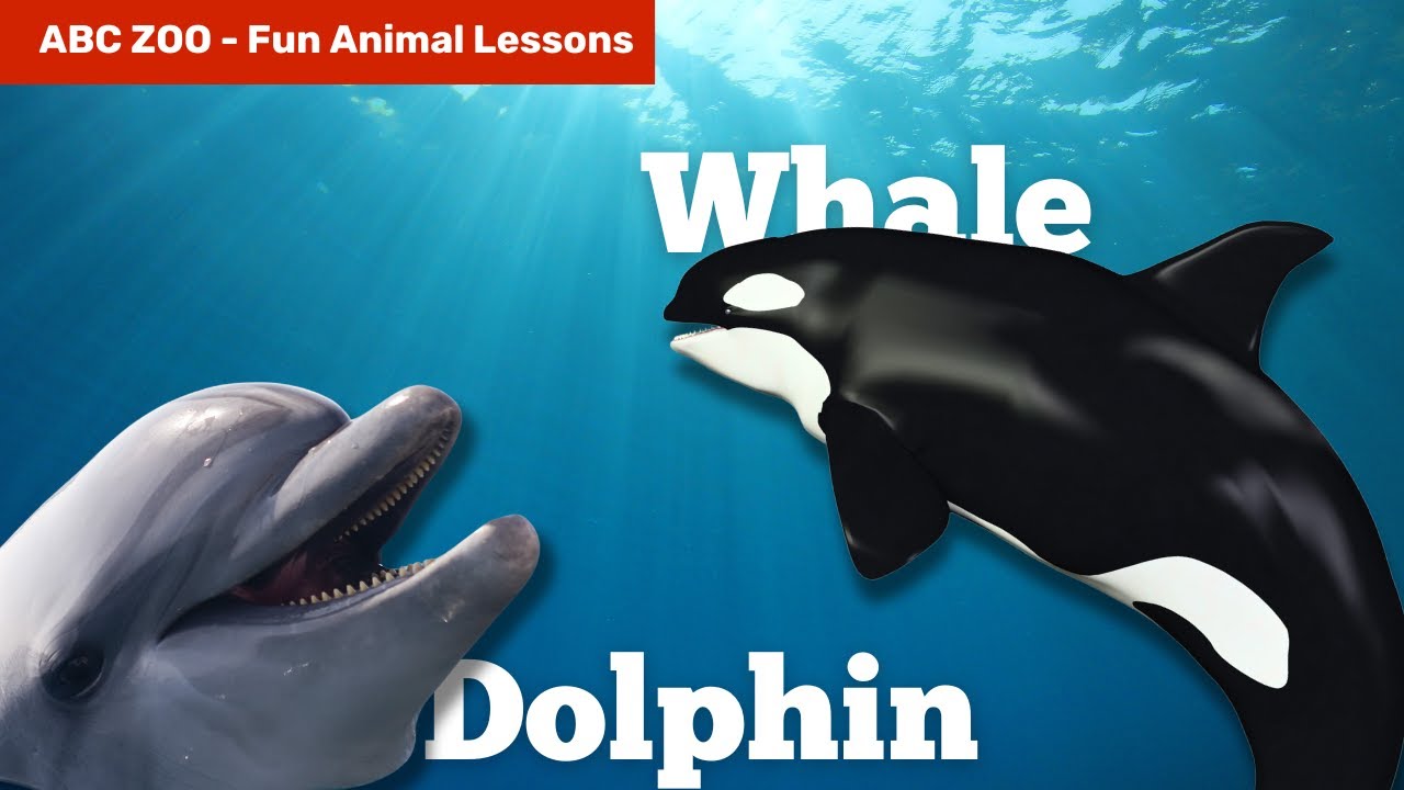 Whale vs. Dolphin: How to Tell Them Apart! | ABC Zoo Fun Animal Lessons ...