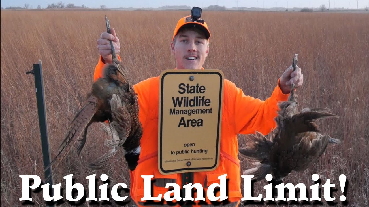 How To Find Pheasants in Minnesota! (Catch Clean Cook) - YouTube