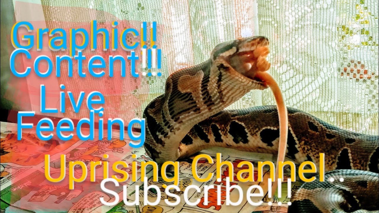 GRAPHIC CONTENT!! | Snake Feeding | Ball Python - YouTube