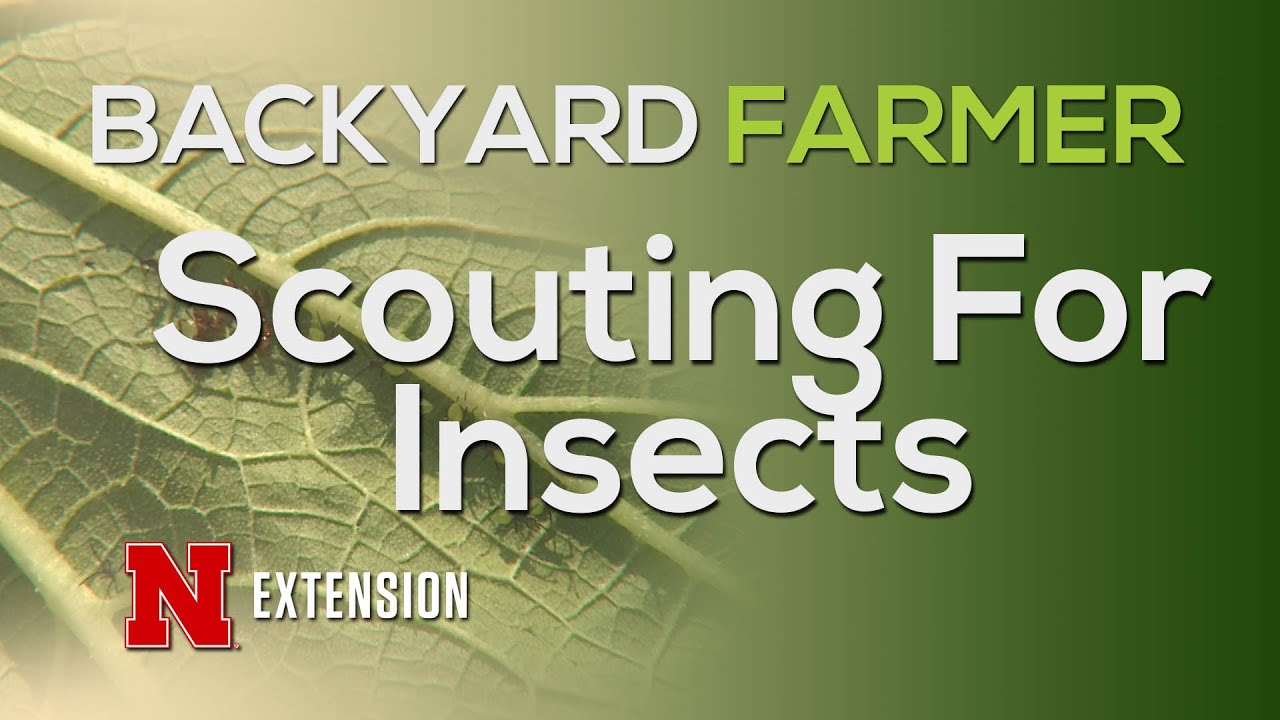 Insect Scouting - YouTube