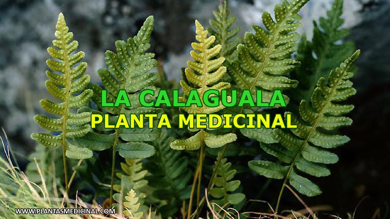 La Calaguala - Propiedades y Beneficios Medicinales - YouTube