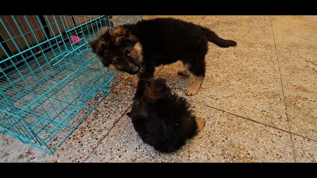 #Cherry and #CoCo fight - YouTube