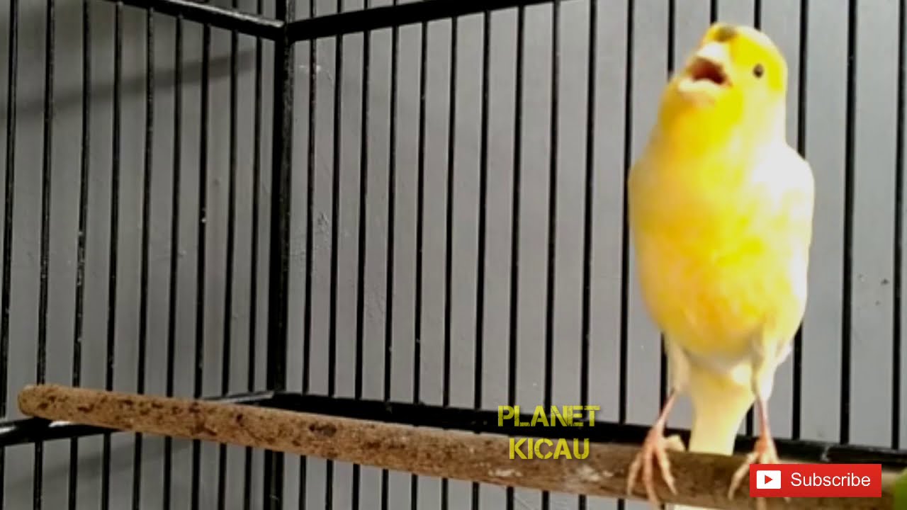 Nice canary! Quick to stimulate the sound of the canary - YouTube