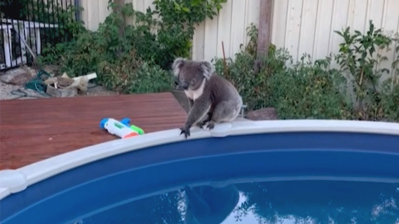 Koala Balances On Edge Of Pool - YouTube