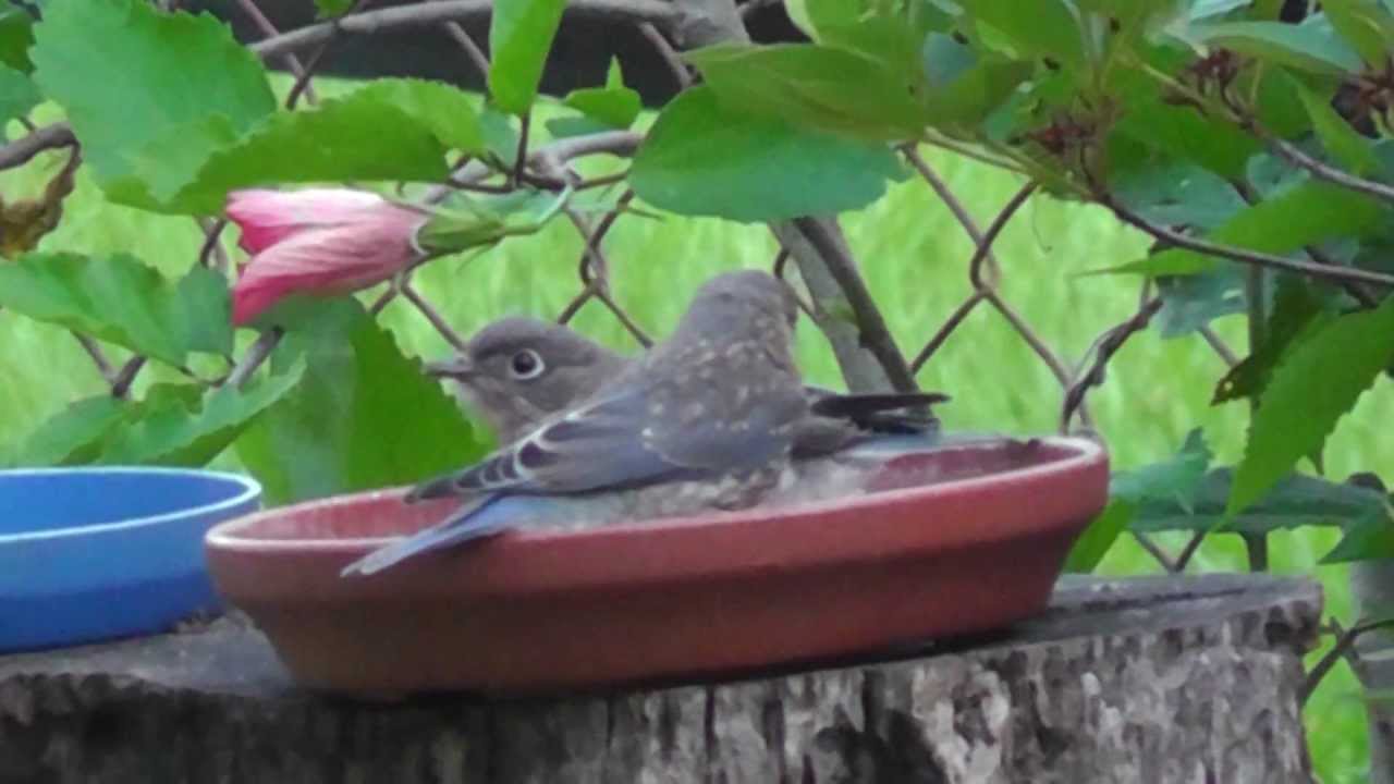 Fledgeling Eastern Bluebirds Eating Mealworms - YouTube