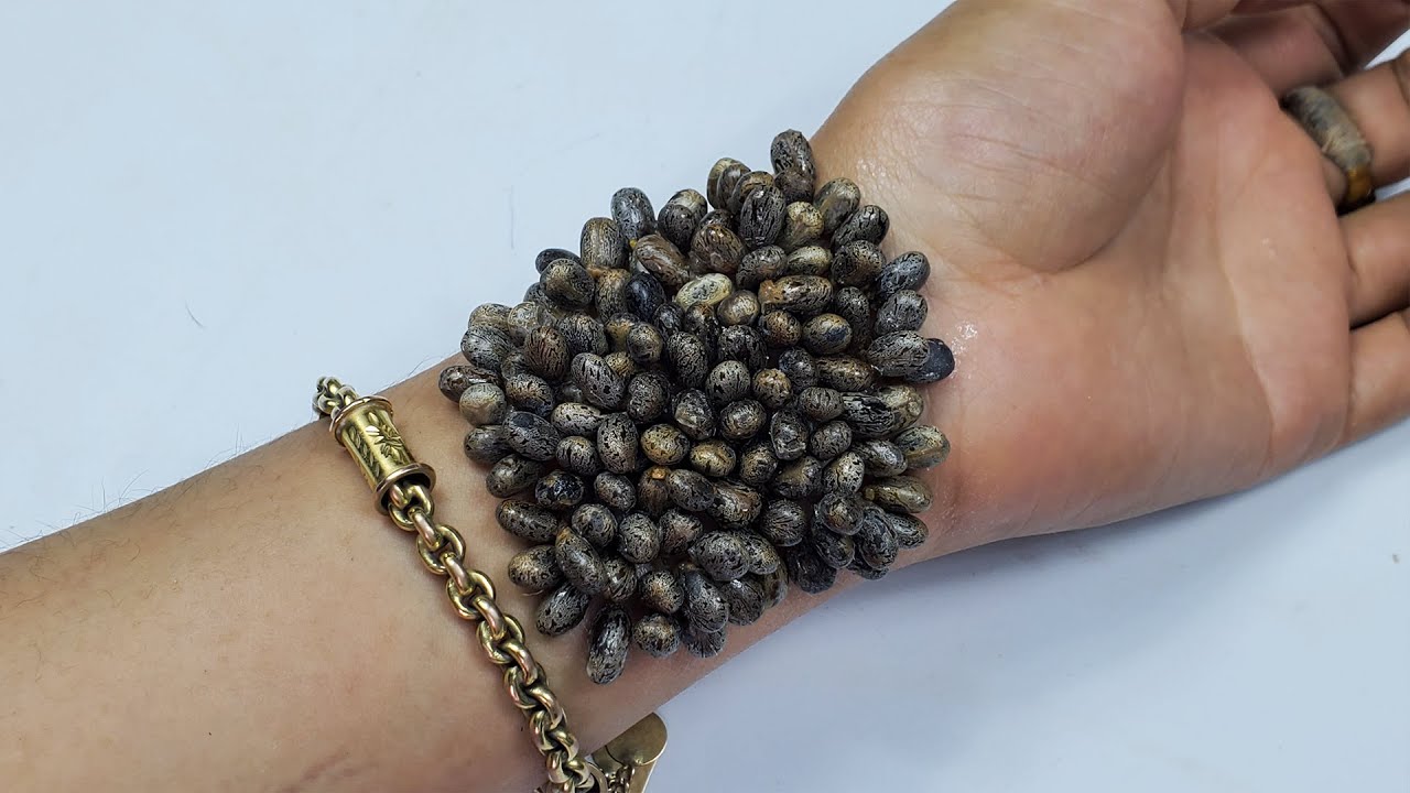 Removing ticks from human hand skin - YouTube