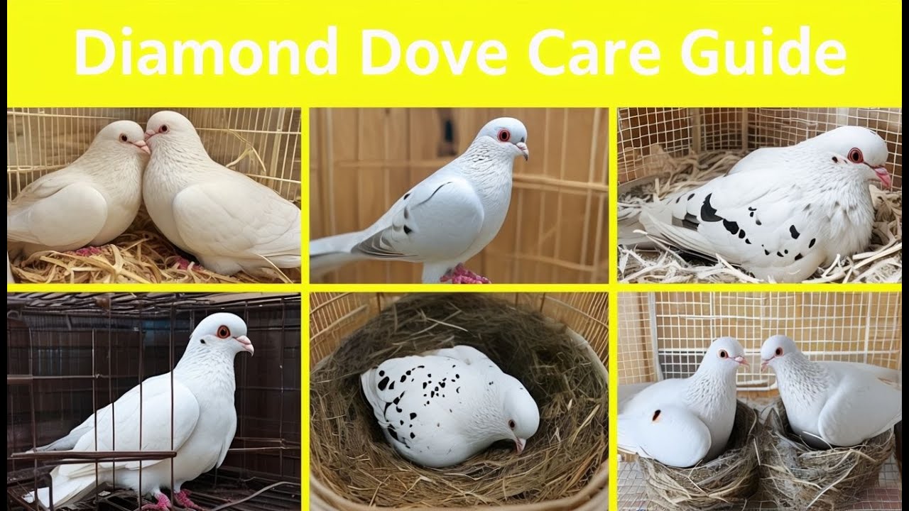 Why Dove Birds Are the Most Interesting Species - YouTube