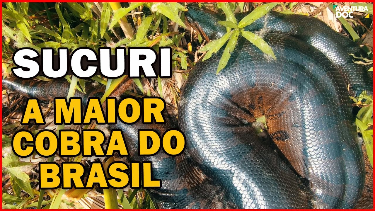 SUCURI ANACONDA - A MAIOR COBRA DO BRASIL - AventuraDoc - MG - EP. 19 ...