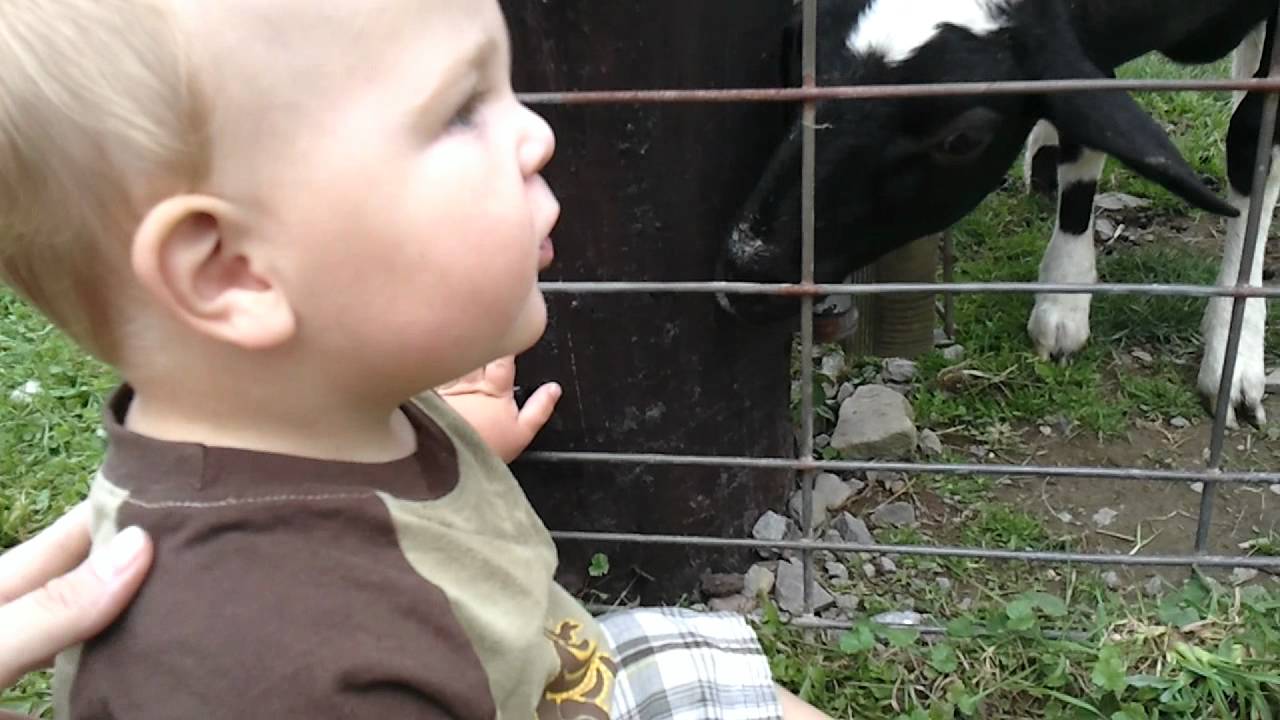 Dexter and the Goat - YouTube