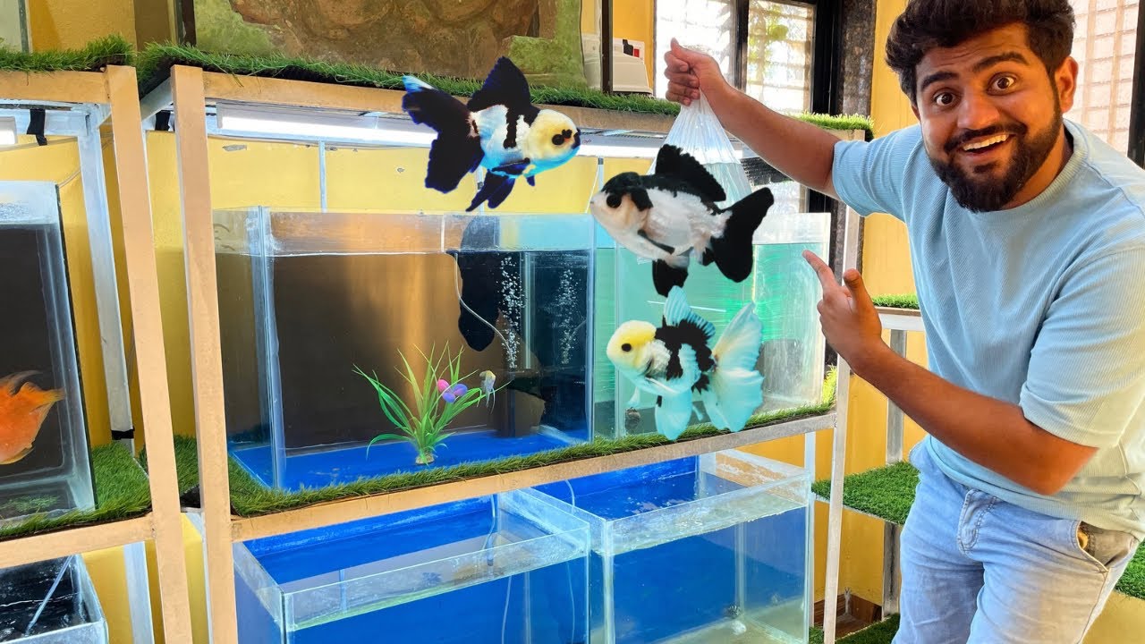 Finally Panda Gold Fish Aa Gayi 🥰🐼#fancygoldfish - YouTube