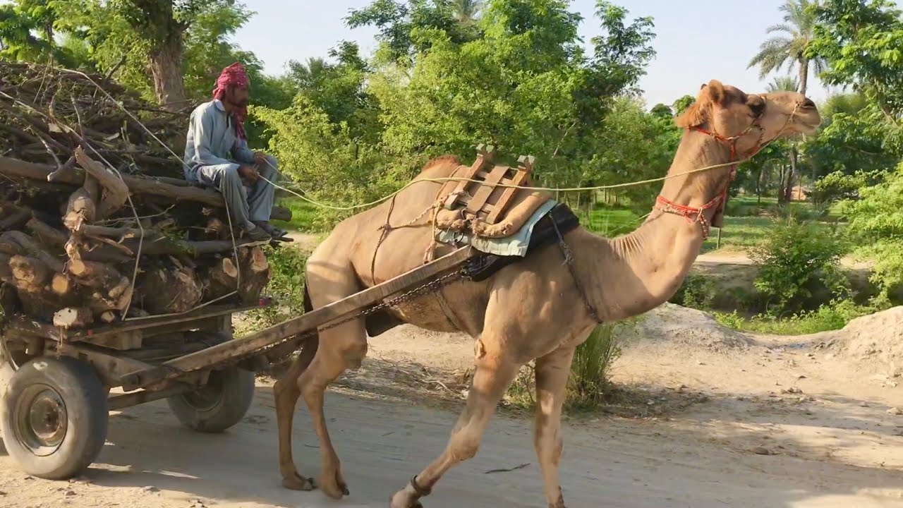Camel pulling wood loaded cart on the road - YouTube