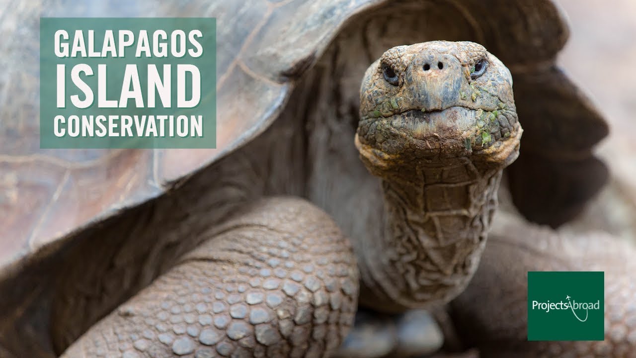 Galapagos Island Conservation with Projects Abroad (Ecuador) - YouTube