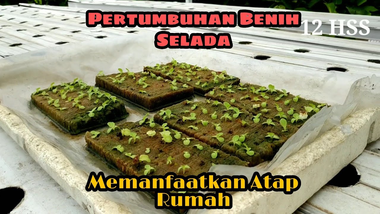 Pertumbuhan Bibit Selada - Semai Selada Dari 1 HSS Sampai Siap Tanam ...