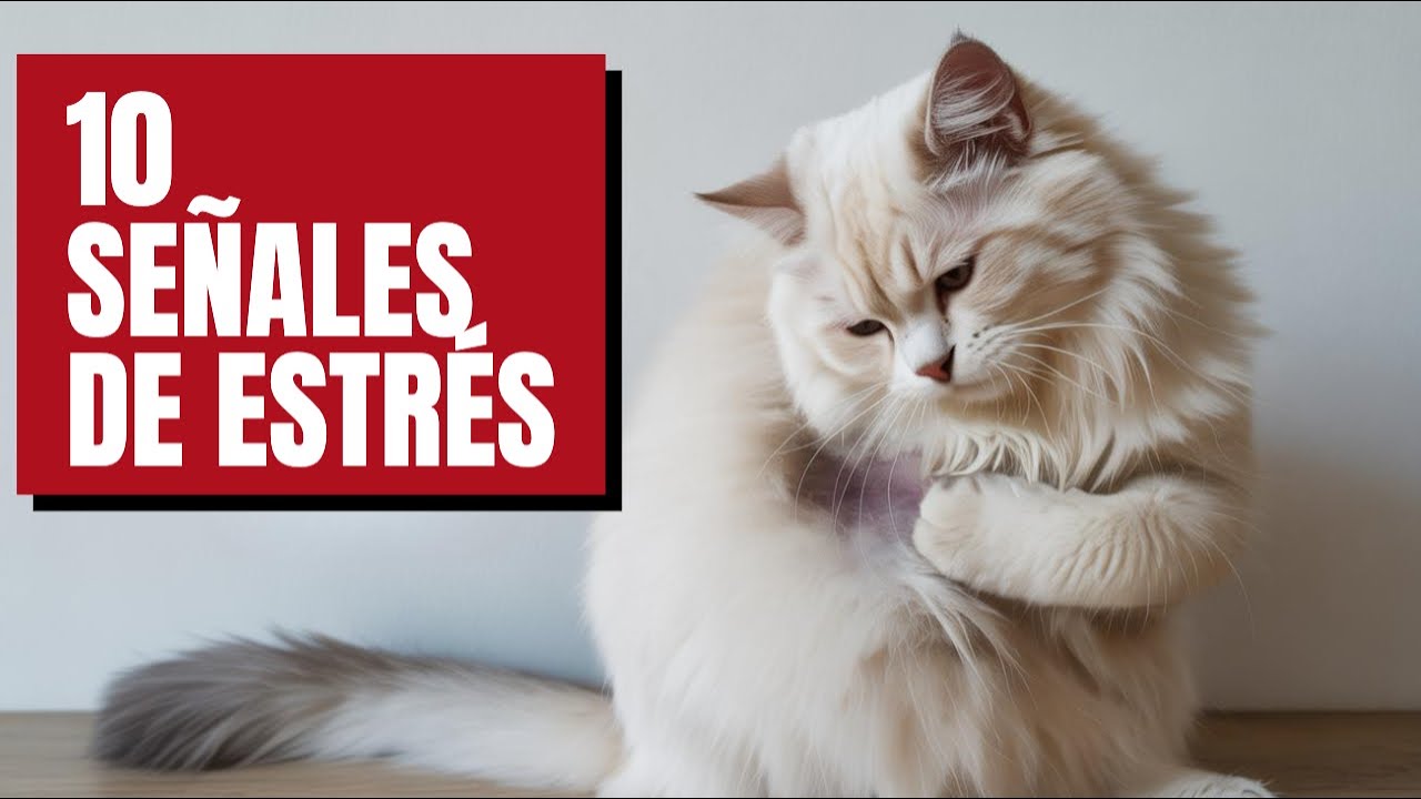 10 SEÑALES De Que Tu GATO Está ESTRESADO y Cómo AYUDARLO - YouTube