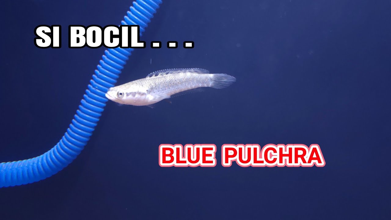 CHANNA BLUE PULCHRA #01 - YouTube