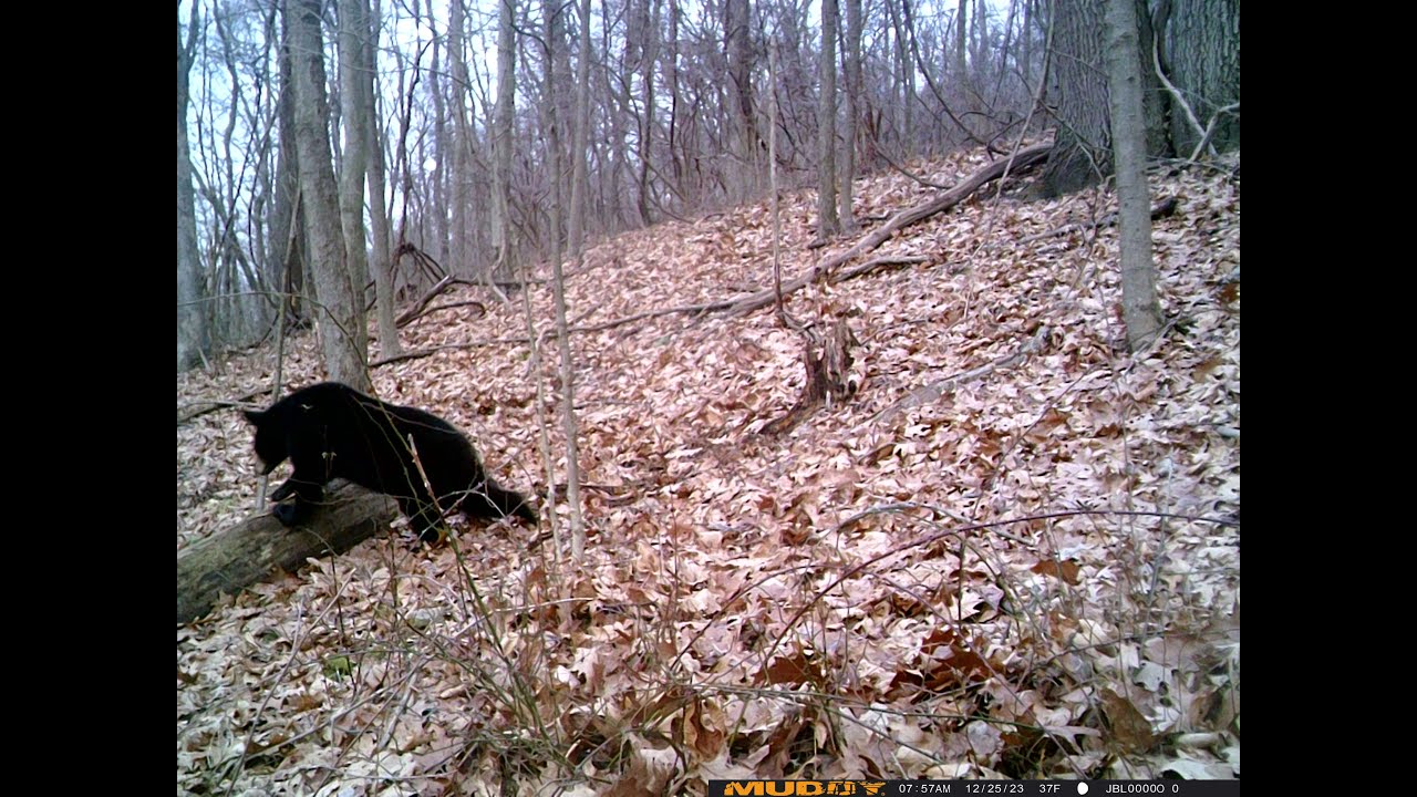 PA Wildlife photography and videos - YouTube