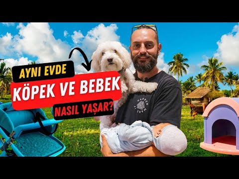 Bebek ve Köpek Aynı Evde Nasıl Yaşar? - Köpek Eğitimi Videoları