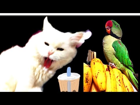 Lucy the Parrot and hisb Business study with Lazy Student Grace😁 - YouTube
