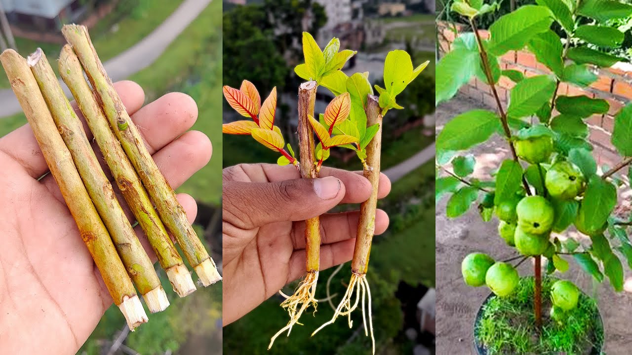 How to propagate guava tree from cuttings || Easy method to grow guava ...