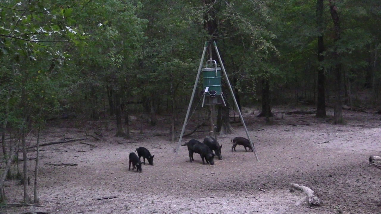 Hog Hunt - Moss Hill, Tx - YouTube