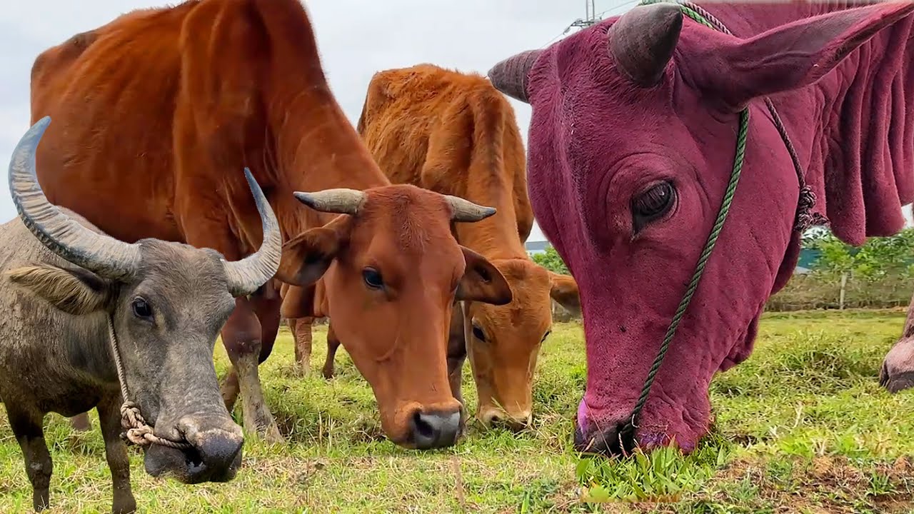 con bò - nhạc con bò - con bò ăn cỏ - nhạc chế con bò vui nhộn - đi ...