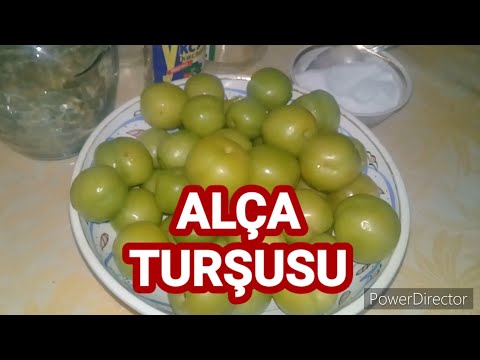 🔴 ALCA TURŞUSUNU HAZIRLANMASI 🟢🟢🟢